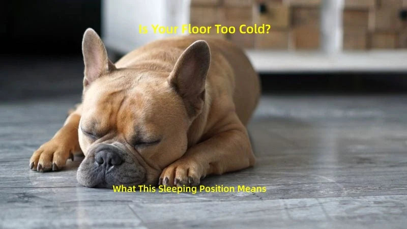 Dog Sleeping Positions Meaning: Is the Floor Too Cold? – Heapet