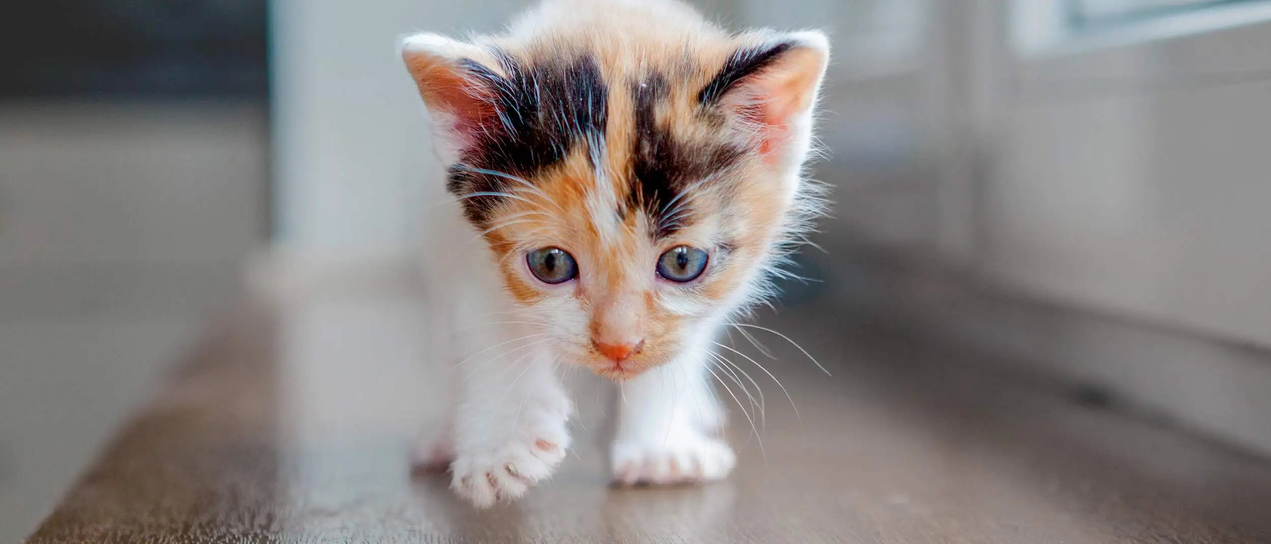 How to Prepare for a Kitten [Checklist] – Heapet