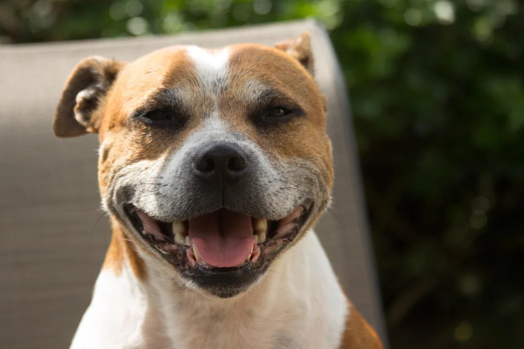 What is a Pibble? The Complete Guide to These Dogs – Heapet